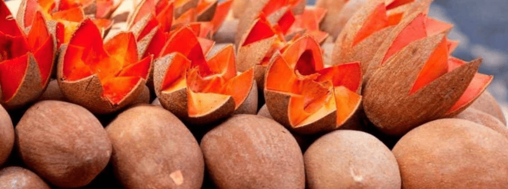 Conozca el árbol de Zapote cuyo fruto dulce sirven de alimentos fauna ...
