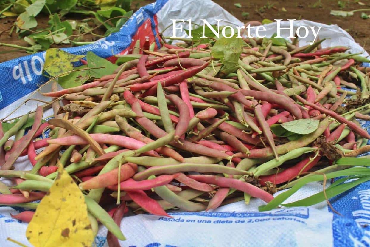 Frijoles tiernos un platillo con sabor a "tiquicia", una delicia al ...