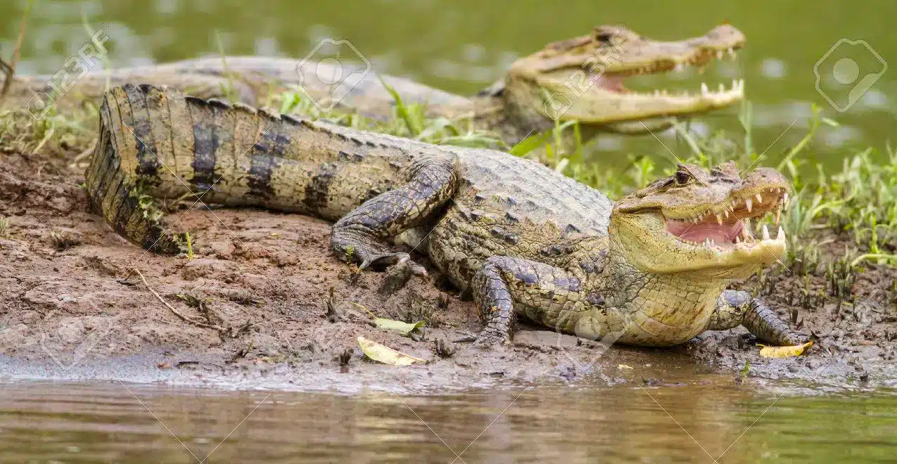 Conozca el caimán, reptil de los humedales de la Zona Norte, llega a ...